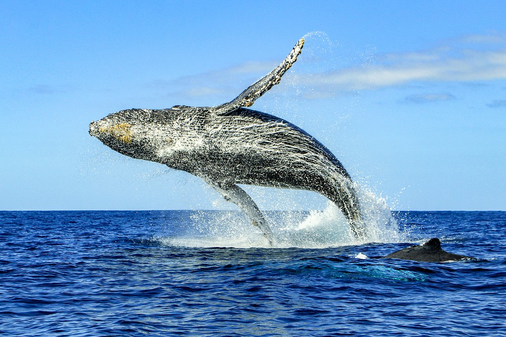 Whale Watching in Mexico Our Unforgettable Destinations Where Giants of ...