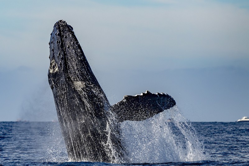 Whale Watching in Mexico Our Unforgettable Destinations Where Giants of ...